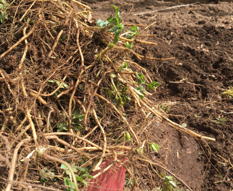 How grace keeps the weeds from growing – Christadelphians of Nova ...